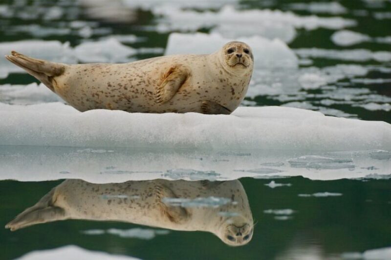 From Whittier/Anchorage: Prince William Sound Glacier Cruise - A Deep Dive into the Experience