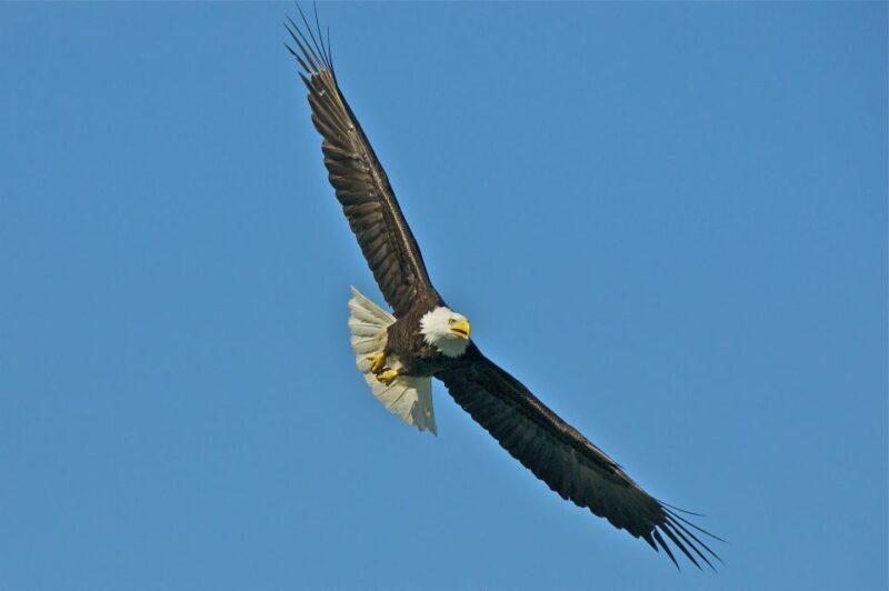 From Whittier: Glacier Quest Cruise with Onboard Lunch - Who Is This Tour For?