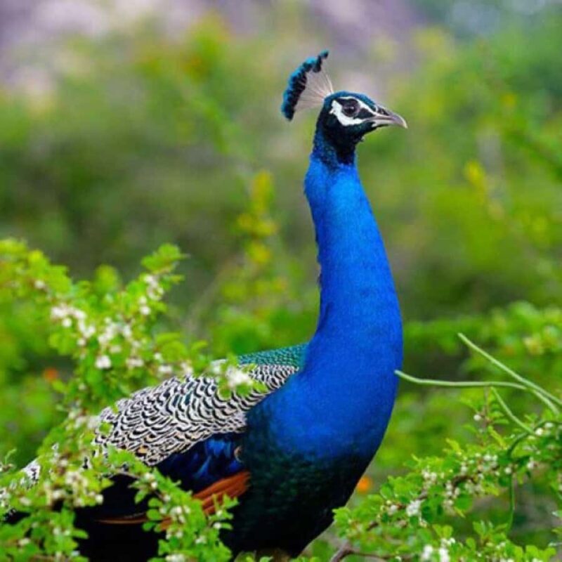 From Yala: Private Transfer to Mirissa with Udawalawe Safari - A Detailed Look at the Experience