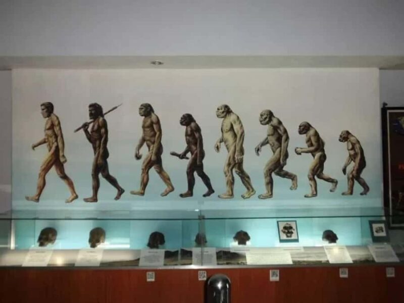 From Yogyakarta: Sangiran Museum and Early Man Site Tour - Key Points