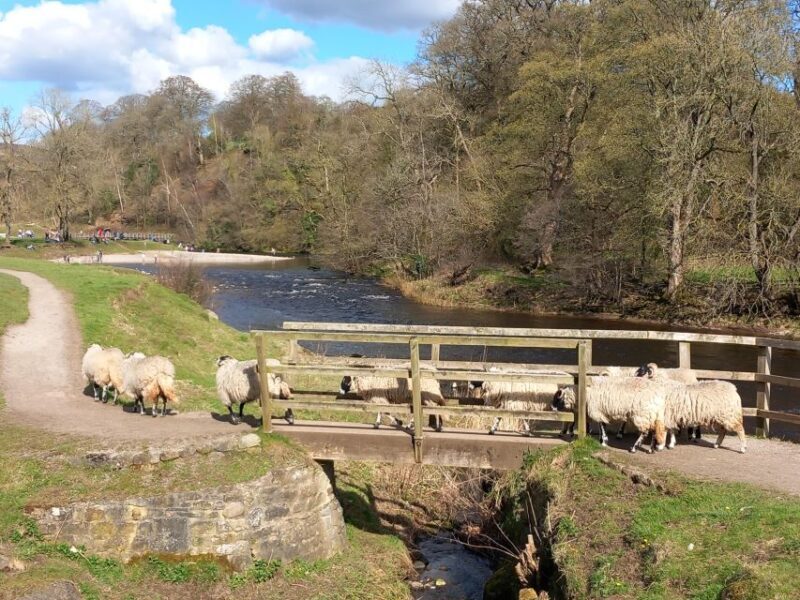 From York: Herriot and Yorkshire Dales Day Trip - Arriving in Yorkshire: What to Expect
