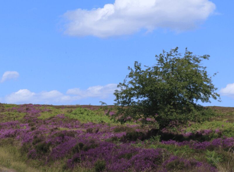 From York: North Moors and Whitby Tour - Final Thoughts