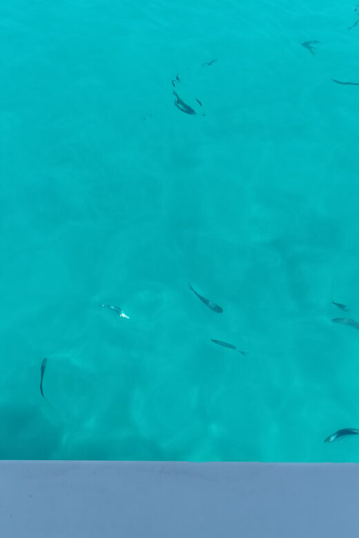 From Zadar: Sakarun Beach Private Speed Boat Tour - Who This Tour Is Perfect For