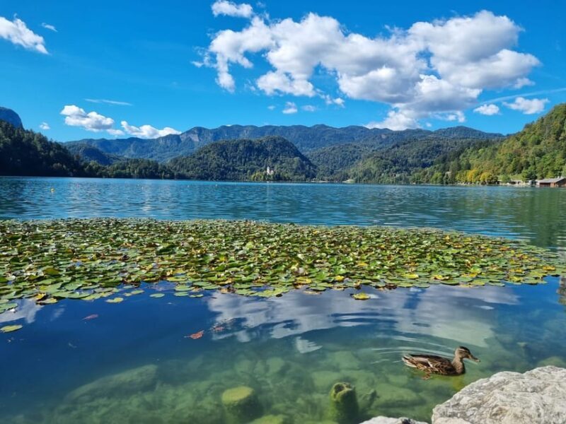 From Zagreb: Highlights Day Tour to Bled and Ljubljana - Transition to Ljubljana: City’s Old Town Charm