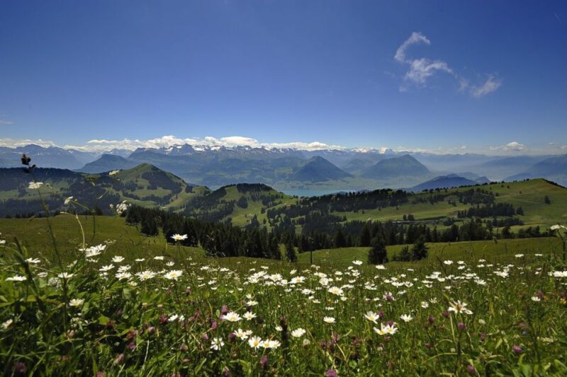 From Zürich: Day Trip to Rigi and Lake Lucerne - Authentic Experiences and Traveler Feedback