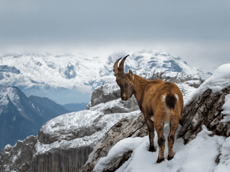 From Zurich: Pilatus & Lucerne with Cruise Private Day Trip - FAQ