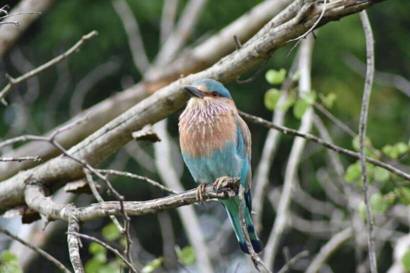 From:Mirissa/Galle/Hilkaduwa with Udawalawe safari - An In-Depth Look at the Udawalawe Safari Tour