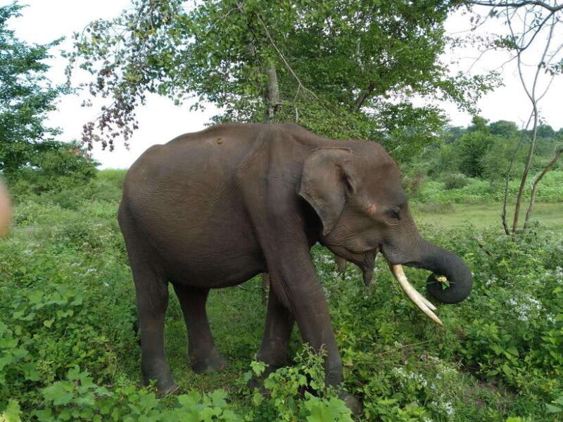 From:Mirissa/Galle/Hilkaduwa with Udawalawe safari - Final Thoughts: Is This Tour Right for You?