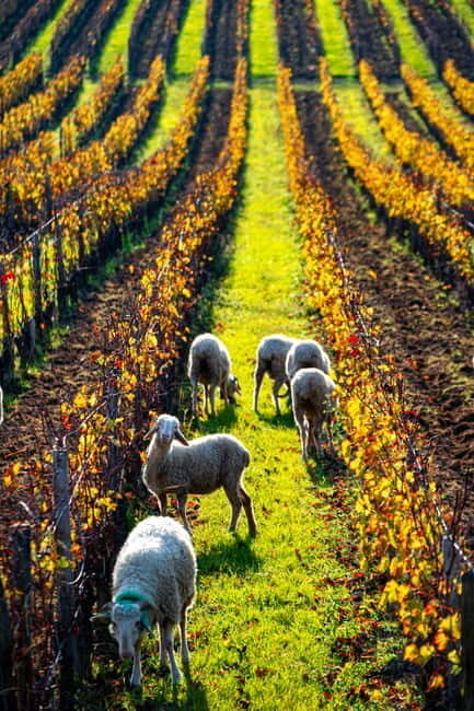 Fronsac vineyard mountain bike tour + wine tasting at La Closerie de Fronsac - FAQs