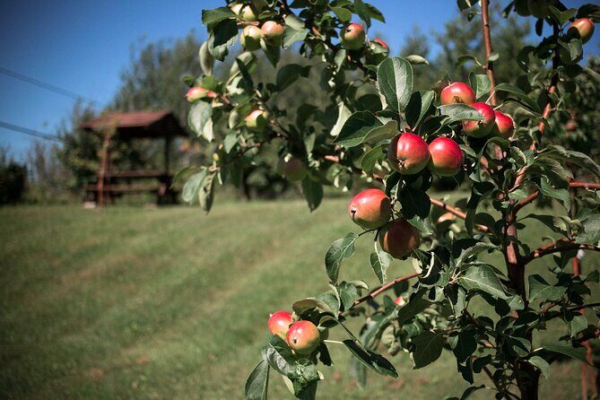 Fruit alcohol tasting + Velvet Orchards audio tour - Final Thoughts: Who Should Consider It?