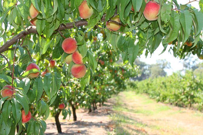 Fruit Picking & Nature Private Tour Yarra Valley & Warburton - Frequently Asked Questions