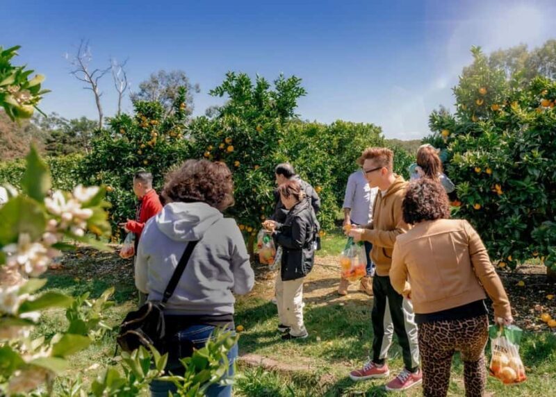 Fruit Picking & Nature Tour Yarra Valley & Warburton - The Value of This Tour
