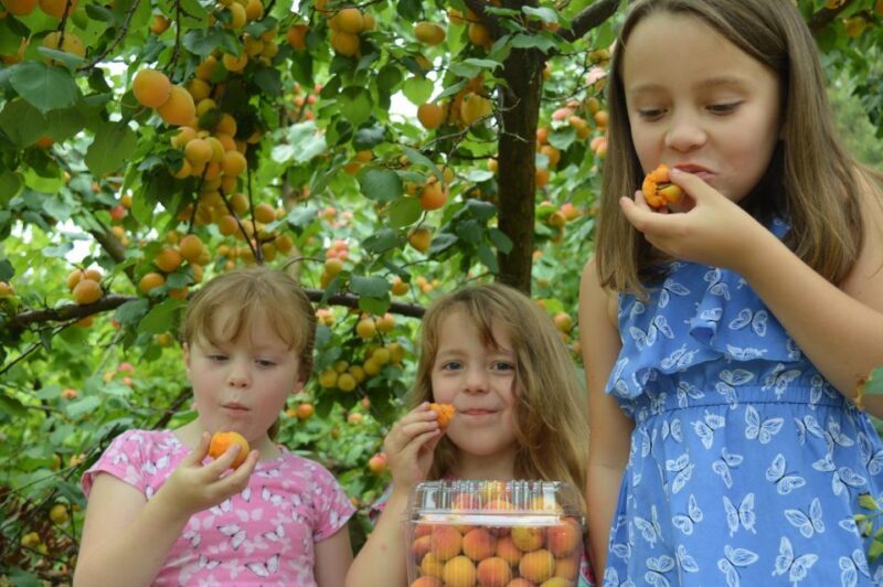 Fruit Picking & Nature Tour Yarra Valley & Warburton - Who Will Love This Experience?