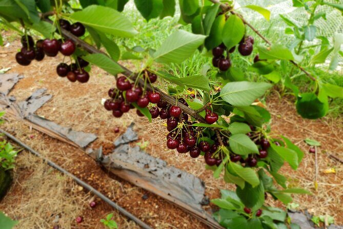 Fruits picking tour from Melbourne - What You’ll Experience on the Tour