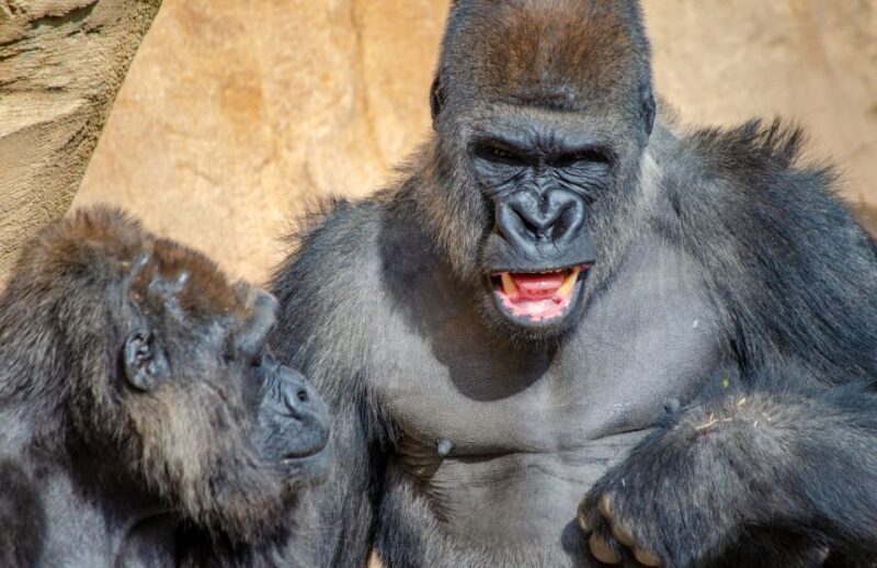 Fuengirola: Bioparc Entrance Ticket - Key Points