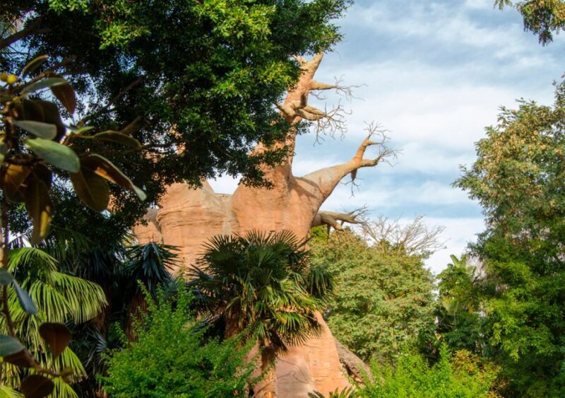 Fuengirola: Bioparc Entrance Ticket - Authentic Experiences and Genuine Praise