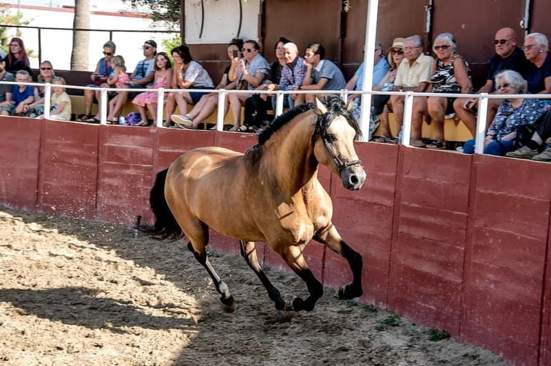 Fuengirola: Spanish Horse Show with Optional Dinner/Flamenco - Transportation & Logistics