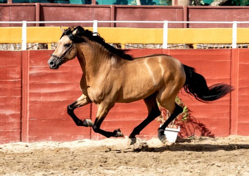 Fuengirola: Spanish Horse Show with Optional Dinner/Flamenco - Who Will Love This?