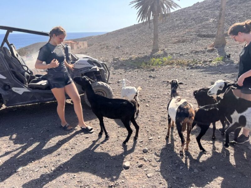 Fuerteventura : 2 hours Buggy Tour in Punta de Jandía - Key Points