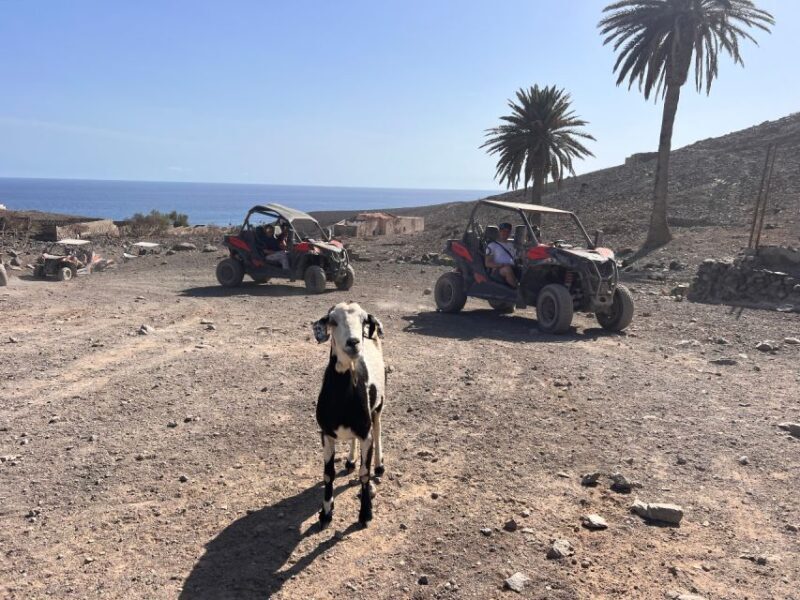 Fuerteventura : 2 hours Buggy Tour in Punta de Jandía - What to Expect from the Tour