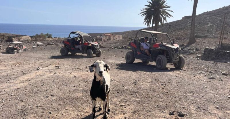 Fuerteventura : 2 hours Buggy Tour in Punta de Jandía - Pricing and Value