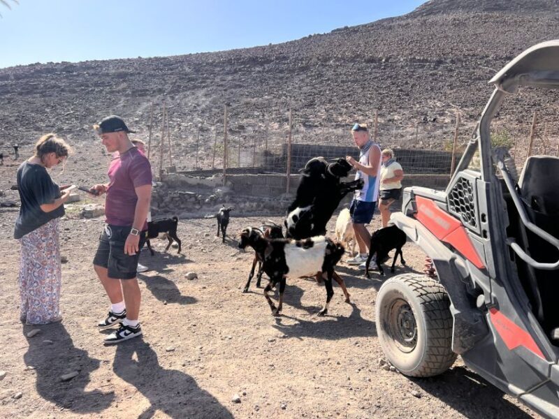 Fuerteventura : 2 hours Buggy Tour in Punta de Jandía - Authentic Encounters and Practical Details