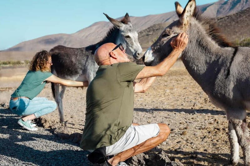 Fuerteventura Aloe & Olivo Tour with Optional Lunch - The Experience’s Practical Details