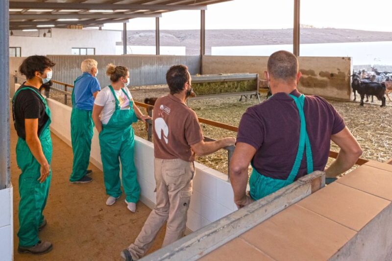 Fuerteventura: Artisan Goat's Cheese Making at Local Farm - Final Thoughts: Who Will Love This?