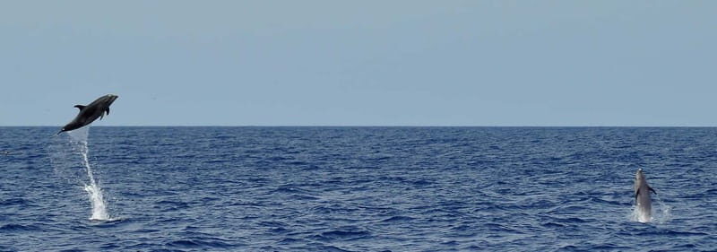 Fuerteventura: Catamarán navegación a vela y delfines. - An authentic, well-rounded ocean escapade