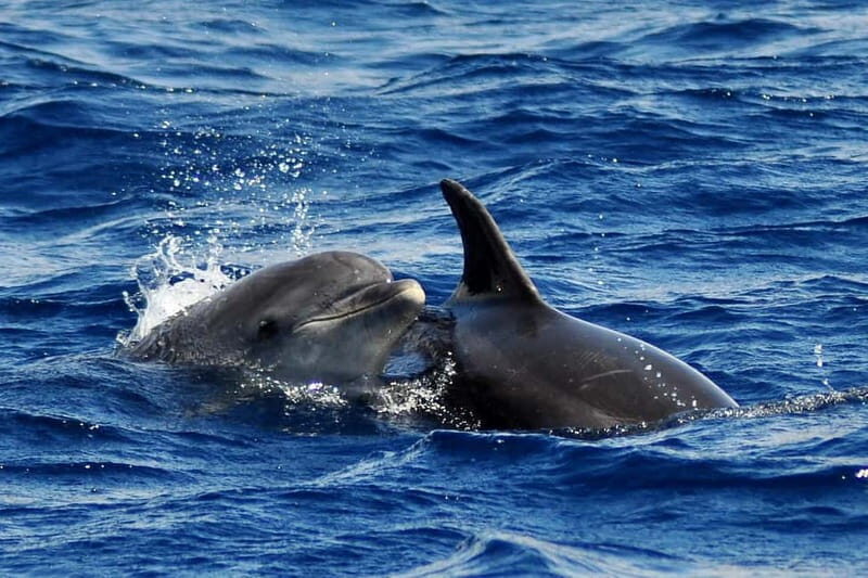 Fuerteventura: Catamarán navegación a vela y delfines. - What makes this tour stand out?