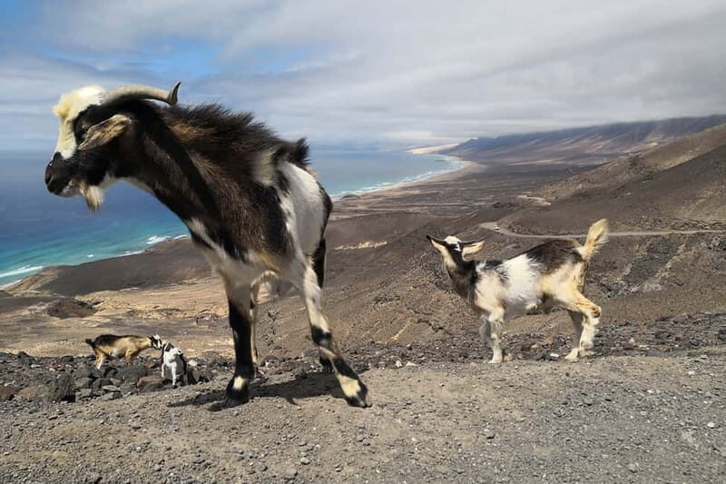 Fuerteventura: Cofete Beach and "Villa Winter" Tour - Practical Considerations