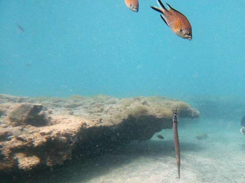 Fuerteventura: Discover Scuba Diving - The Experience in Action: What Guests Say
