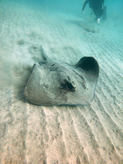 Fuerteventura: Discover Scuba Diving - Price and Value