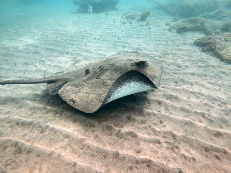 Fuerteventura: Discover Scuba Diving - Who Is This Tour Best For?