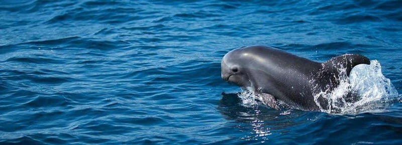 Fuerteventura: Dolphin watching and Lobo Island Combo Cruise - Key Points