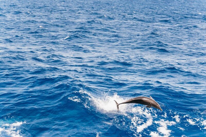 Fuerteventura: Glass Bottom Boat Cruise with Lunch & Drinks - An In-Depth Look at the Experience
