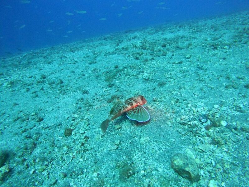 Fuerteventura: Guided Snorkeling in La Lajita with Pickup - The Sum Up