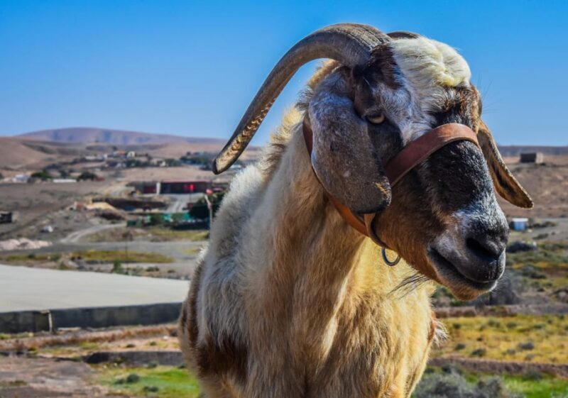 Fuerteventura: Guided Trekking Tour with Island Goats - Key Points