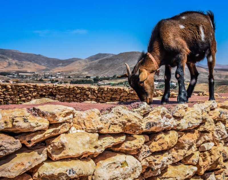 Fuerteventura: Guided Trekking Tour with Island Goats - A Detailed Look at the Experience