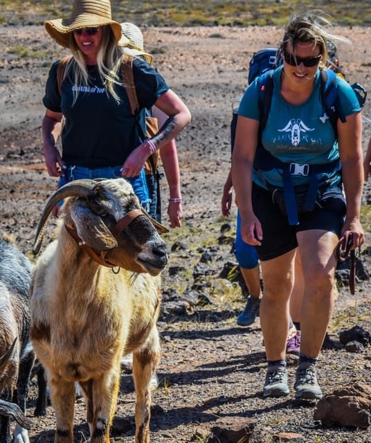 Fuerteventura: Guided Trekking Tour with Island Goats - Final Thoughts: Is This Tour Right for You?