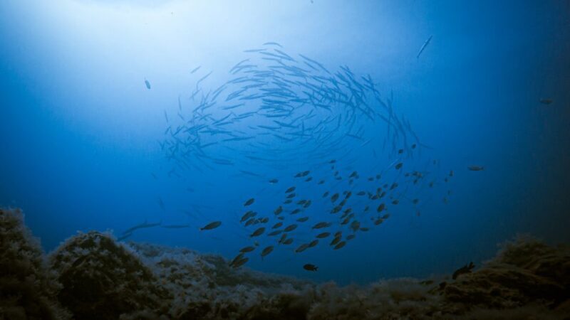 Fuerteventura: Introductory Dive in La Lajita with Pickup - What to Expect During Your Dive