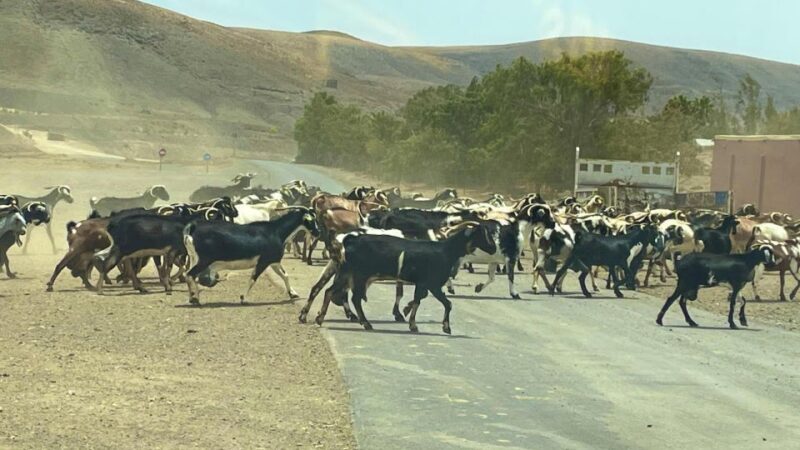 Fuerteventura: Island Highlights Guided VIP Sightseeing Tour - FAQ