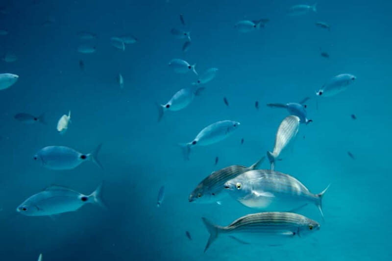 Fuerteventura: Lobos Island Catamaran Cruise with Lunch - Authentic Experiences and Reviews