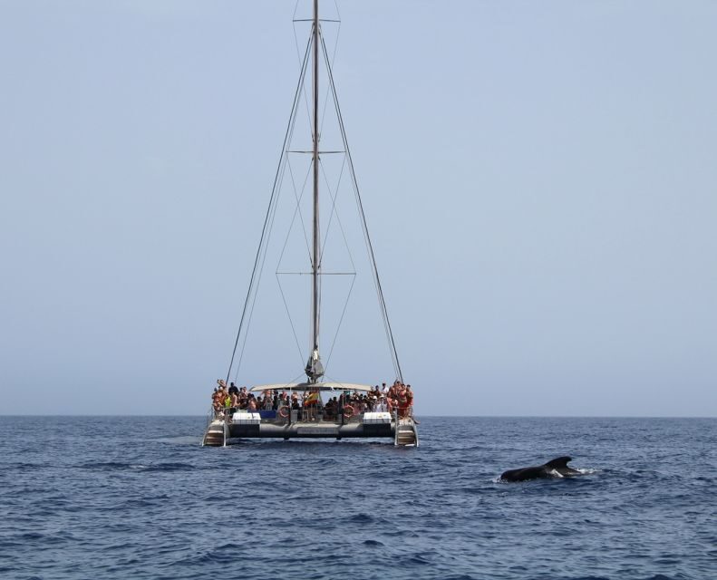 Fuerteventura: Magic Catamaran Trip with Food and Drinks - What to Expect on the Magic Catamaran Trip