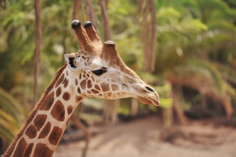 Fuerteventura: Oasis Wildlife Entry Ticket - An Authentic Wildlife Day in Fuerteventura