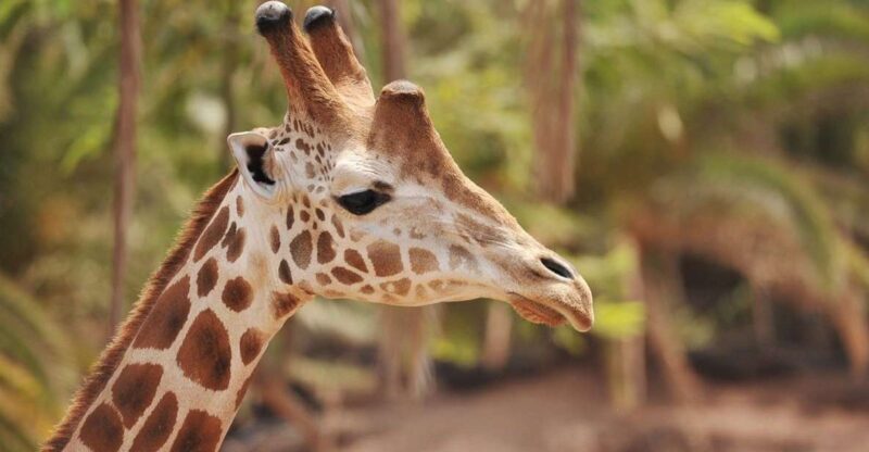 Fuerteventura: Oasis Wildlife Entry Ticket - Frequently Asked Questions