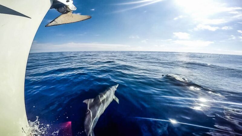 Fuerteventura: Sailing with Snorkeling and Dolphin Watching - Comparing Value