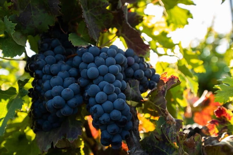Fuerteventura: Tour & tasting at Conatvs Winery - The Experience in Detail