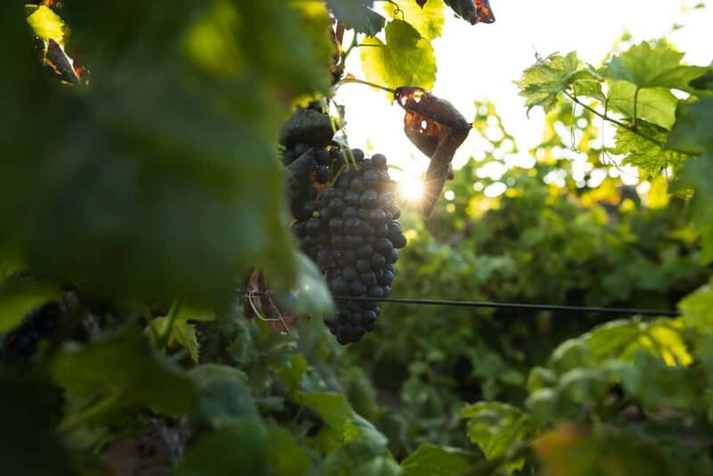 Fuerteventura: Tour & tasting at Conatvs Winery - Practical Tips