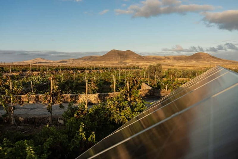 Fuerteventura: Tour & tasting at Conatvs Winery - Authentic Reviews